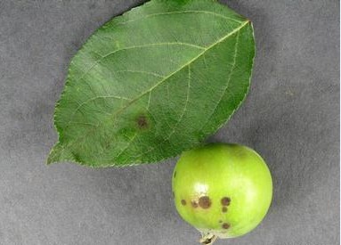 Black Spot - Barmac Pty Ltd