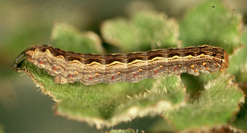 Brown Pasture Looper - Barmac Pty Ltd