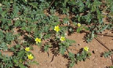 Caltrop - Barmac Pty Ltd