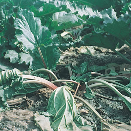 Crown Rot - Barmac Pty Ltd