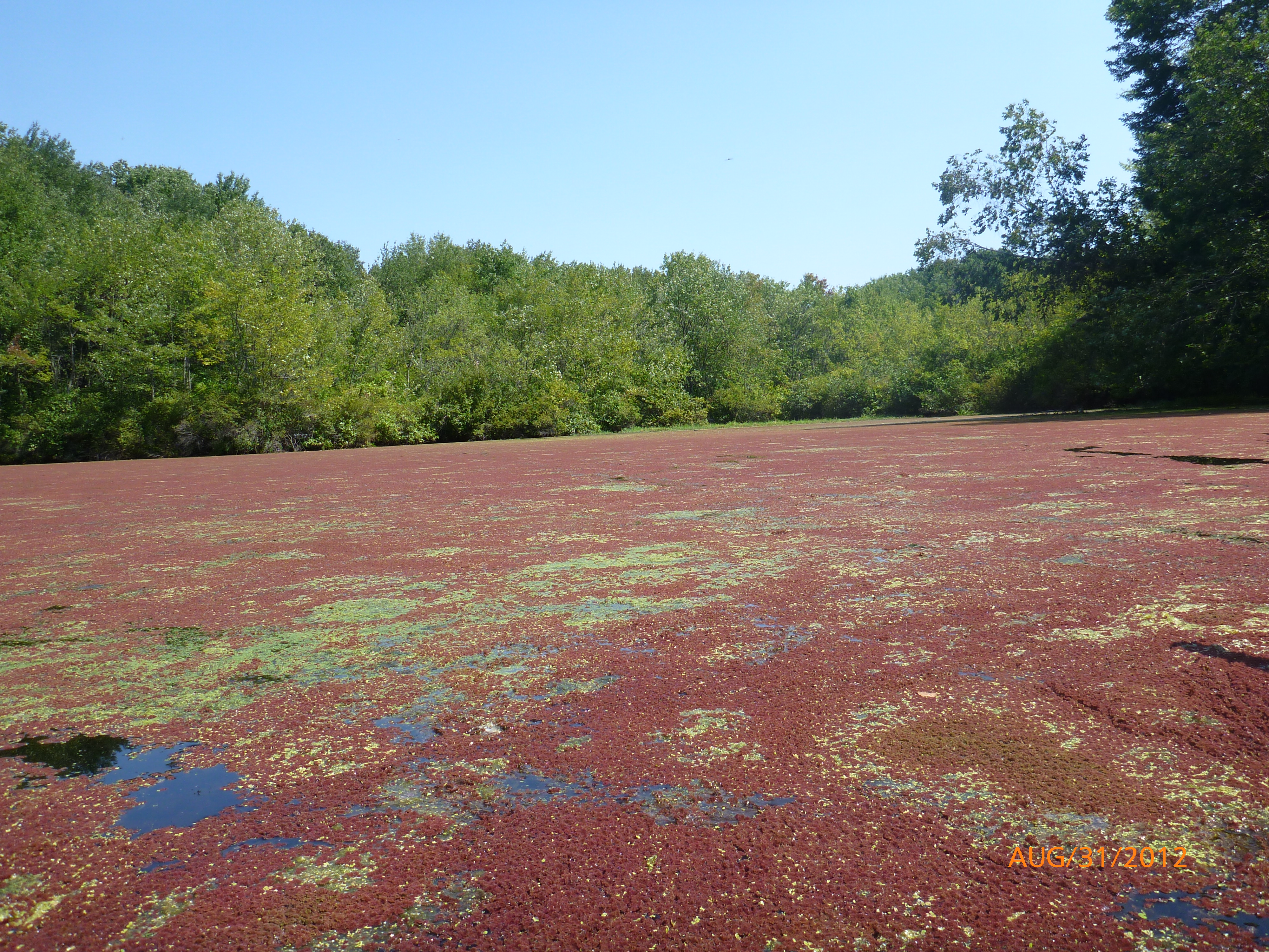 Red Azolla - Barmac Pty Ltd