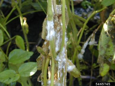 Sclerotinia Rot - Barmac Pty Ltd