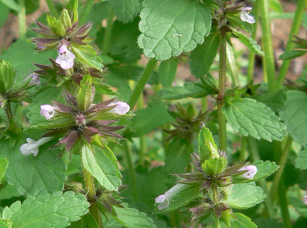 Staggerweed Barmac Pty Ltd Staggerweed Barmac Pty Ltd