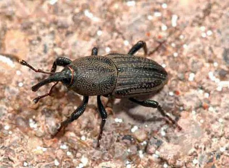 Billbug - Barmac Pty Ltd