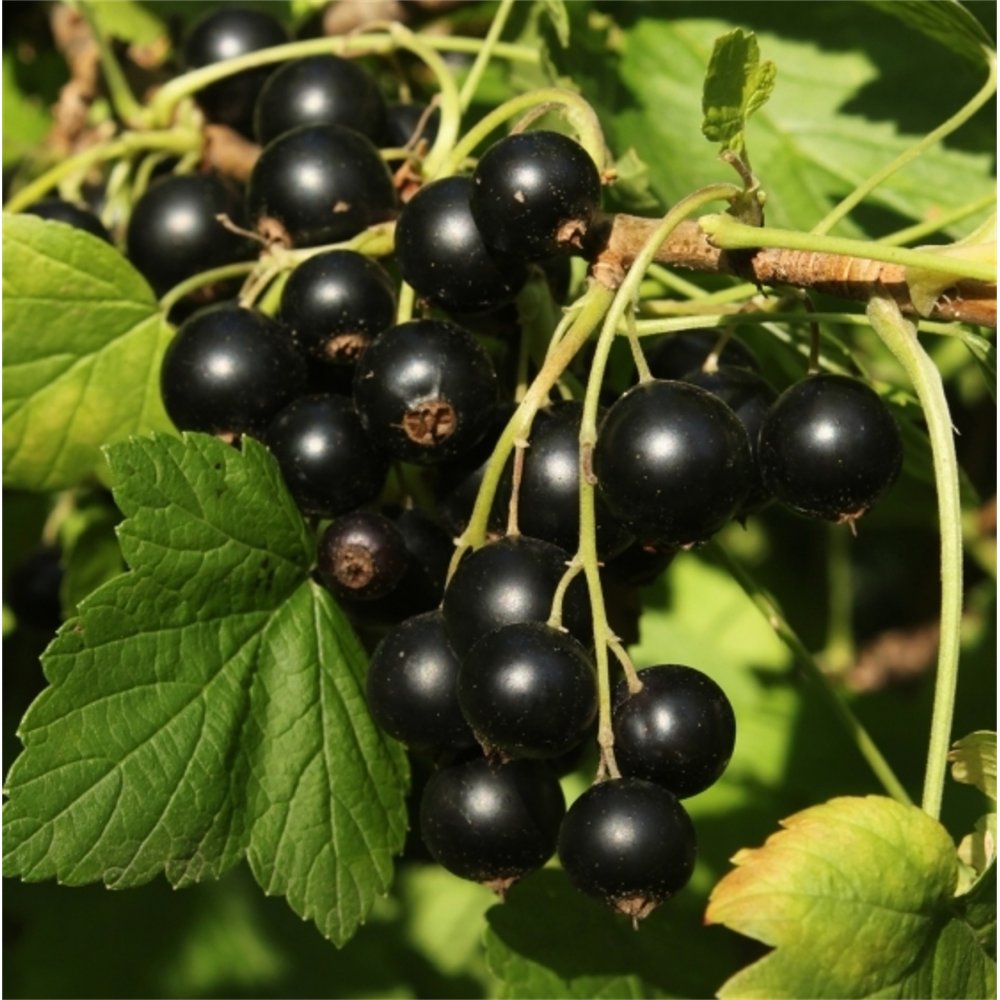 Blackcurrant - Barmac Pty Ltd