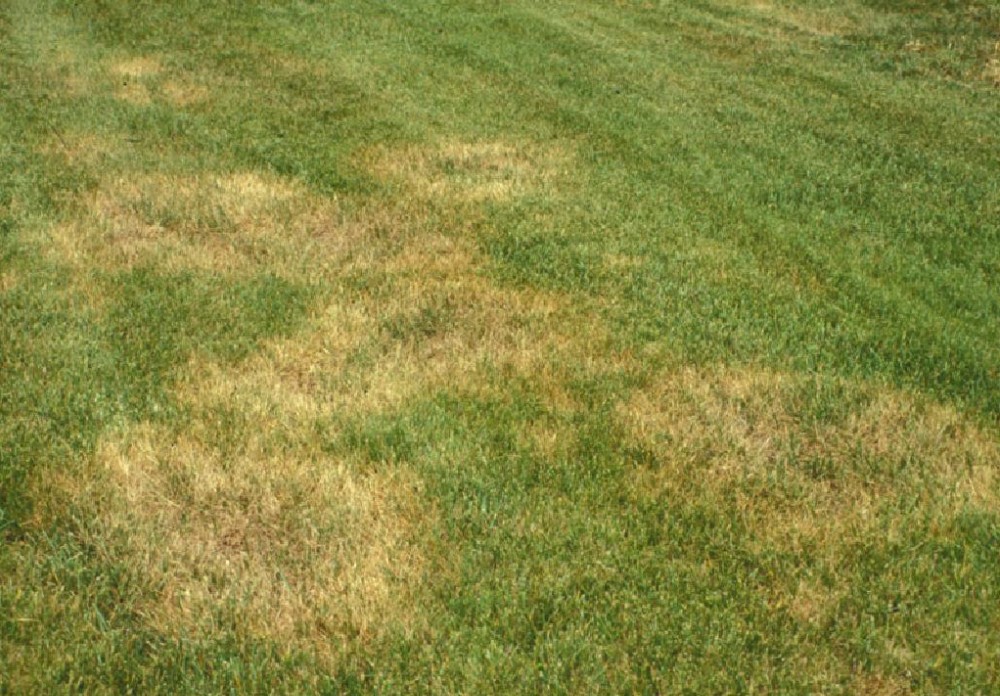 Brown Patch - Barmac Pty Ltd