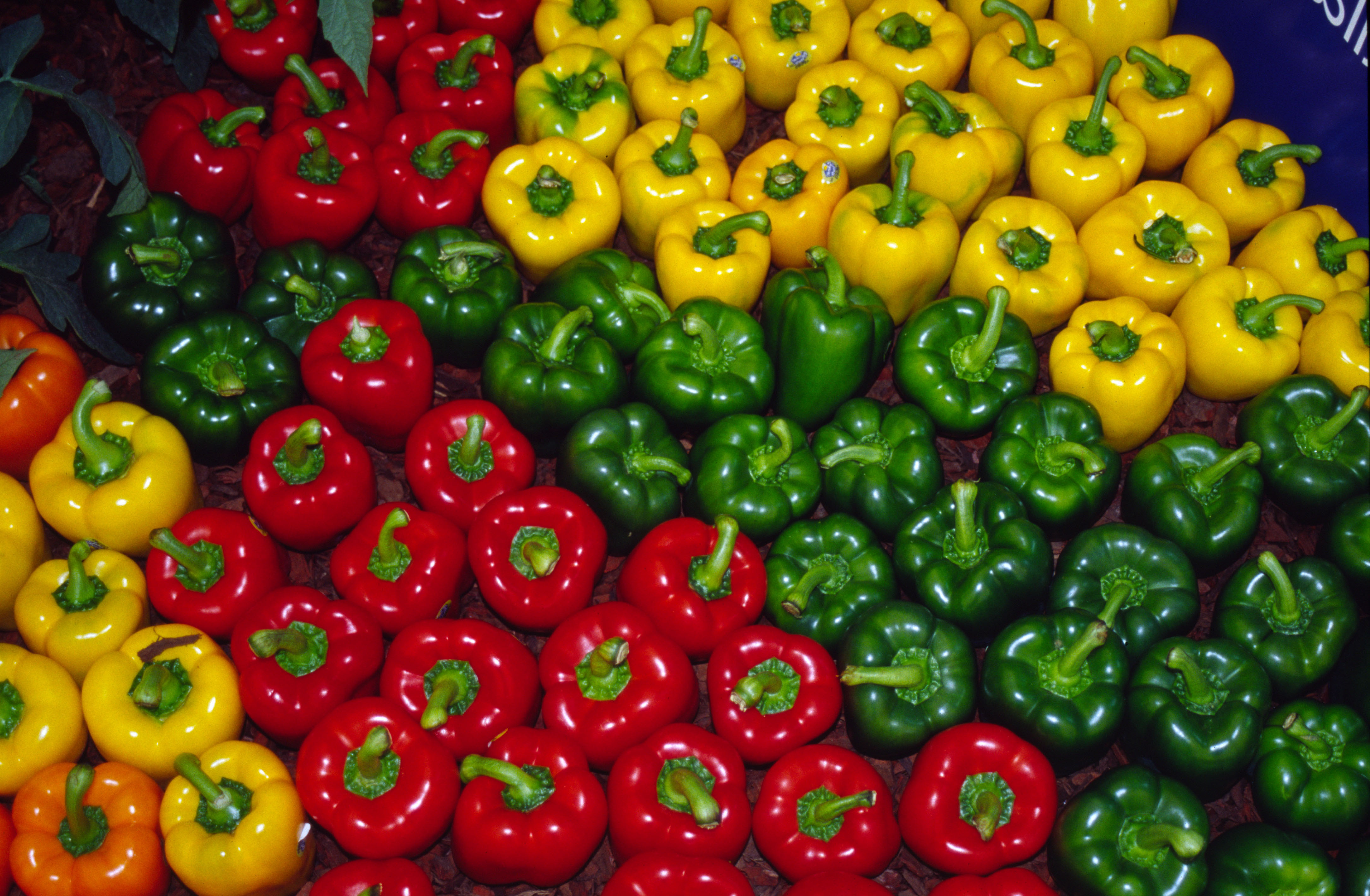 Peppers Barmac Pty Ltd Peppers Barmac Pty Ltd
