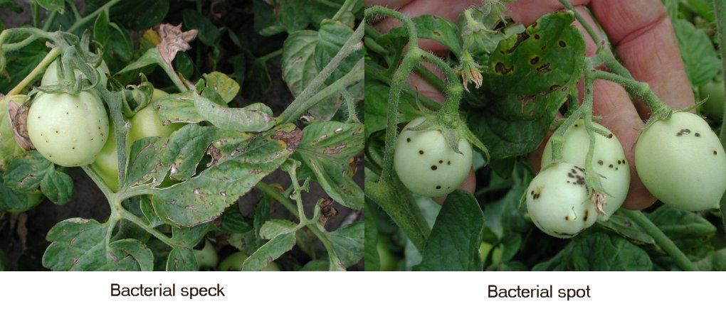 Bacterial spot - Barmac Pty Ltd