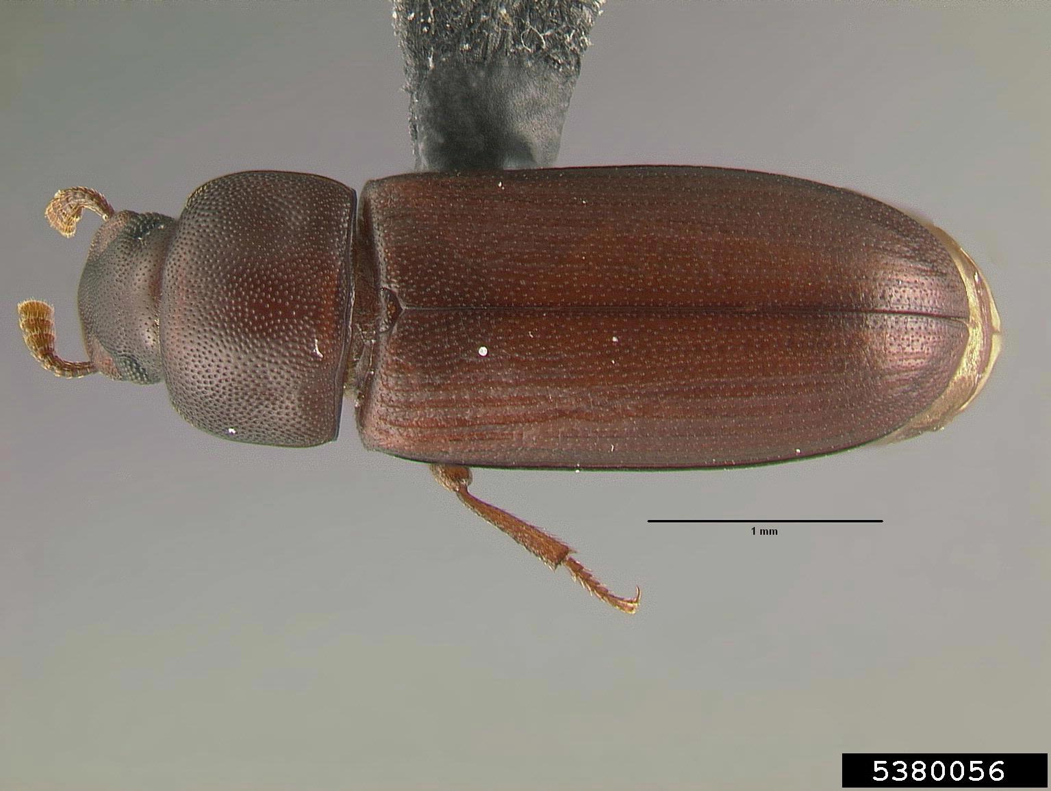 Confused Flour Beetle - Barmac Pty Ltd