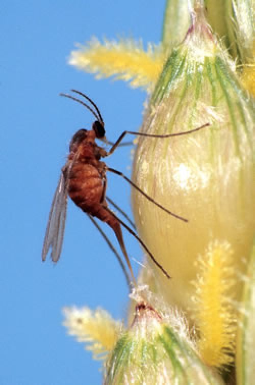 Sorghum Midge Barmac Pty Ltd