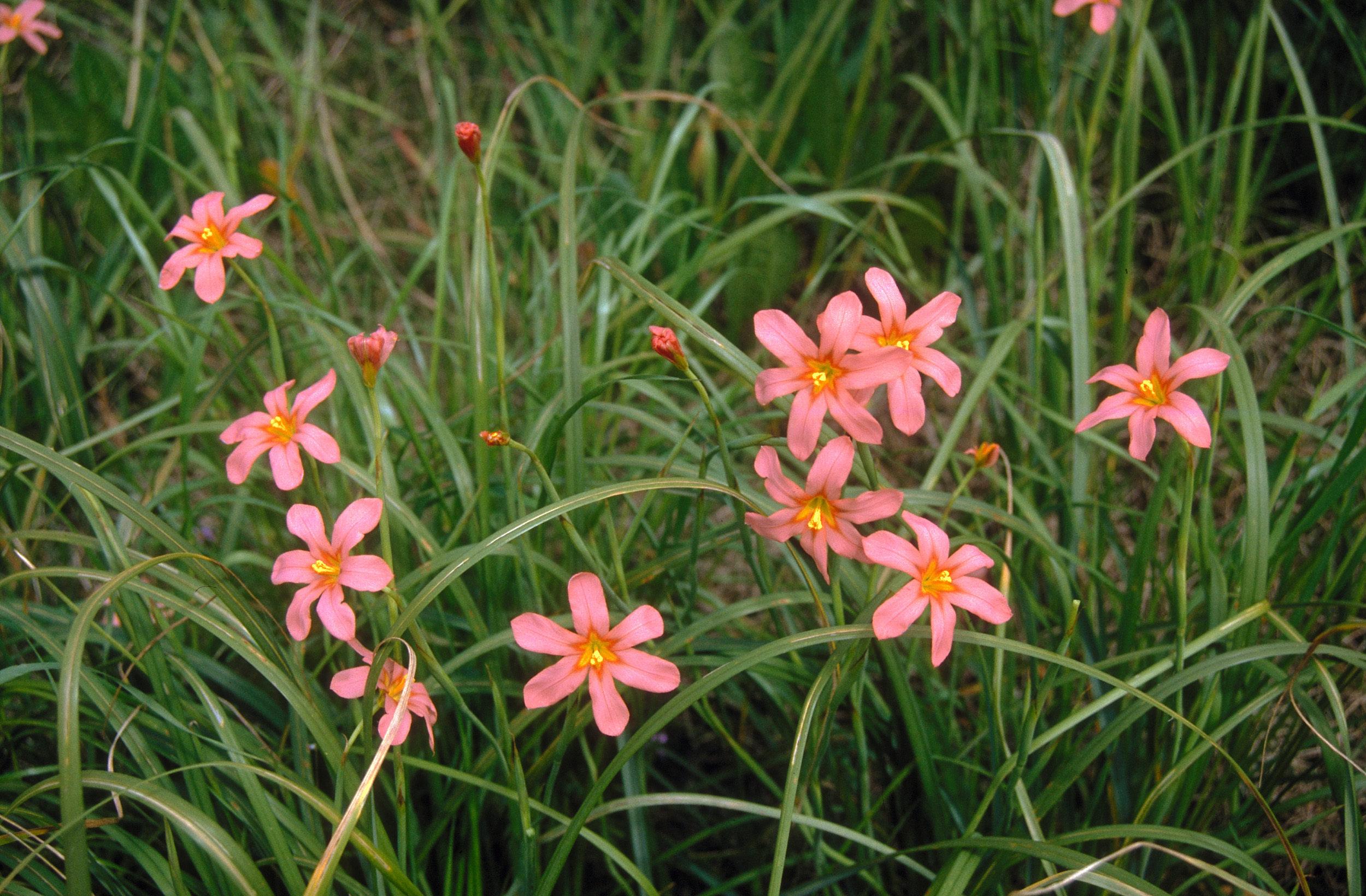 Cape Tulip - Barmac Pty Ltd