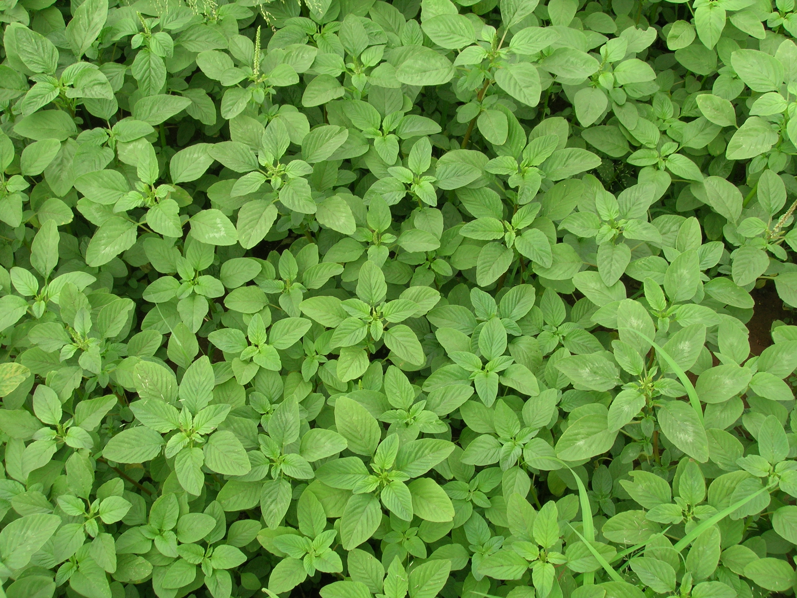 Needle Burr - Barmac Pty Ltd