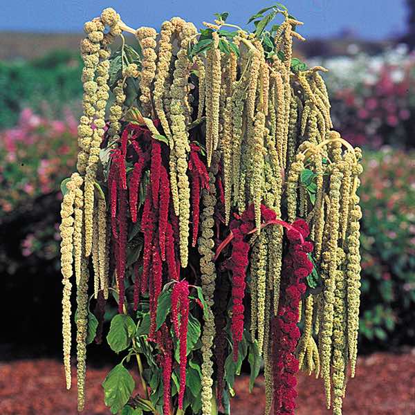 Amaranthus - Barmac Pty Ltd