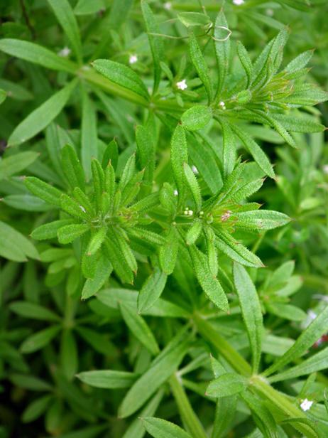 Cleavers - Barmac Pty Ltd