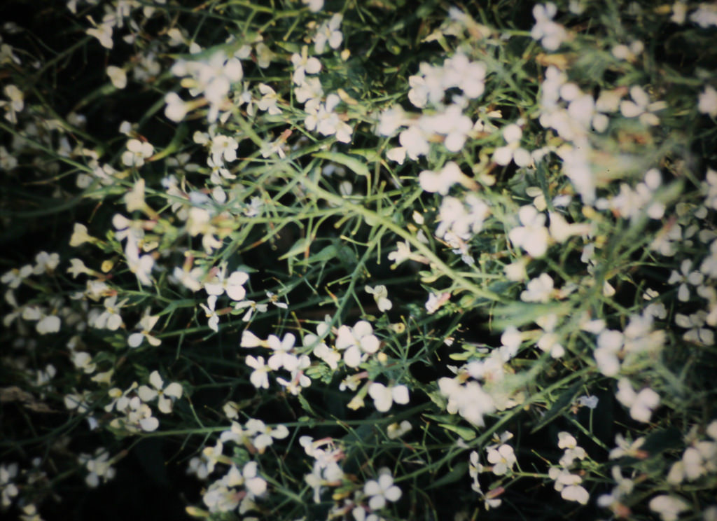 Common Pepper-cress - Barmac Pty Ltd