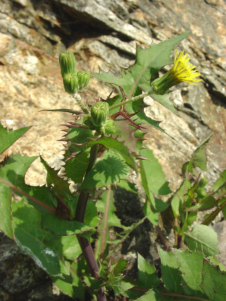 Common Sowthistle - Barmac Pty Ltd