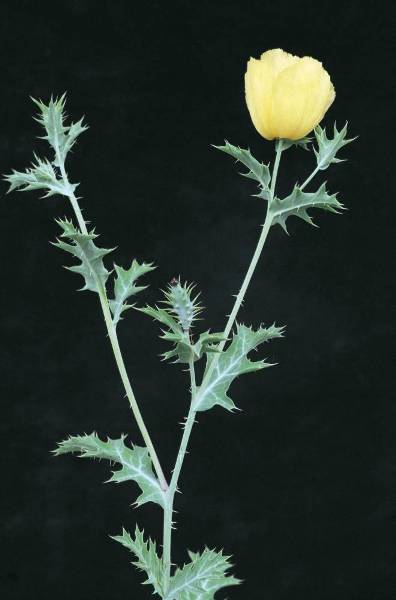 Mexican Poppy - Barmac Pty Ltd