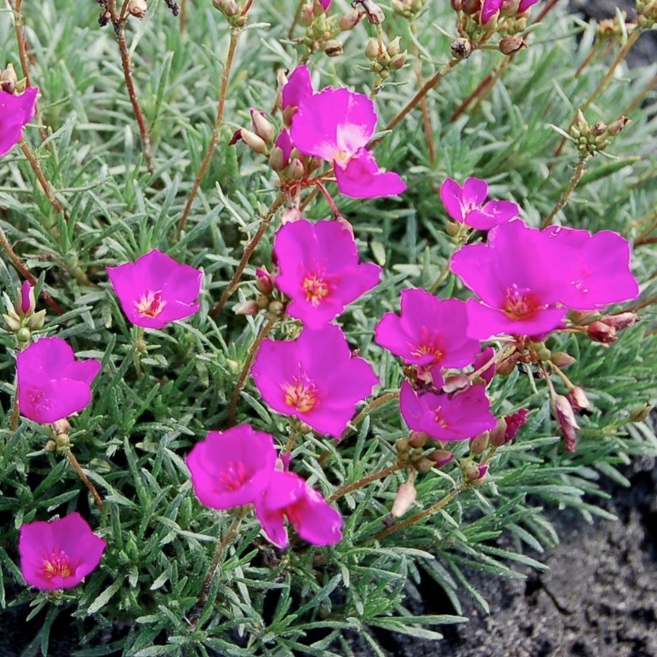 Purple Calandrinia - Barmac Pty Ltd