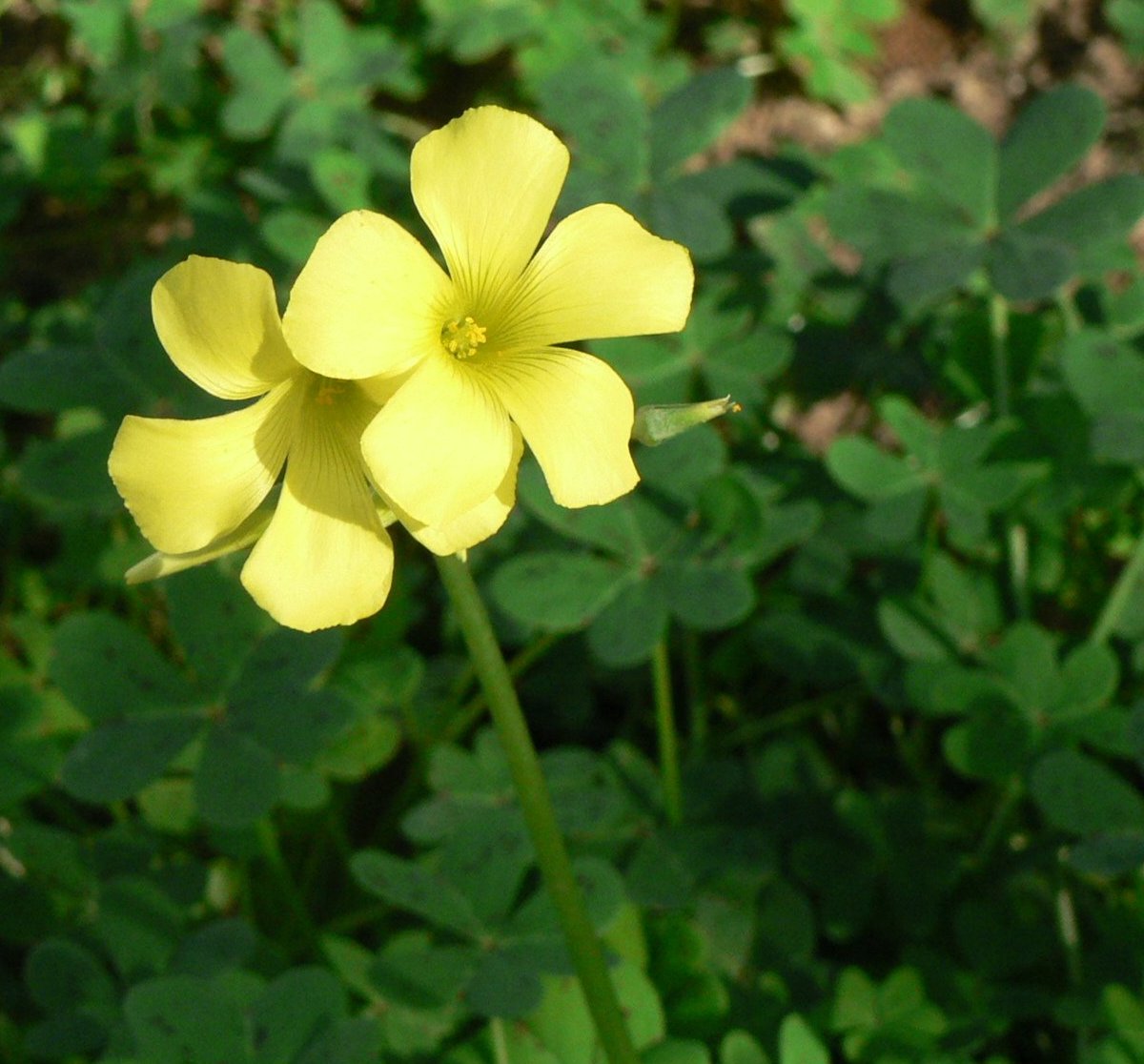 Sour Grass - Barmac Pty Ltd