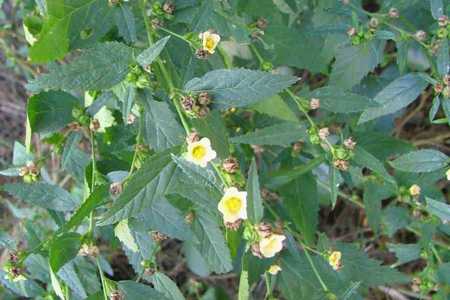 Spinyhead Sida - Barmac Pty Ltd