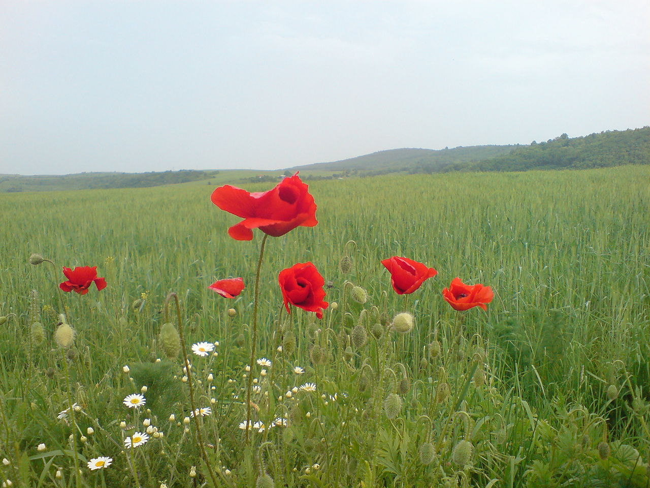 Wild Poppy - Barmac Pty Ltd