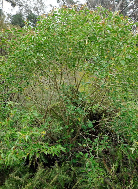 Privet- Barmac Pty Ltd