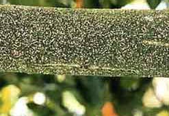 white-louse-scale damage - Barmac Pty Ltd